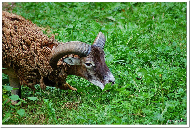 jmargazki.....: BASONDO: Refugio de fauna de Urdaibai